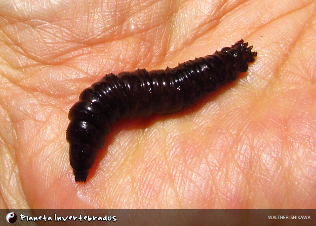 Planeta Invertebrados Brasil -