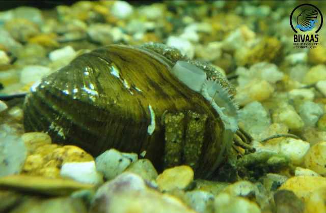 Planeta Invertebrados Brasil -