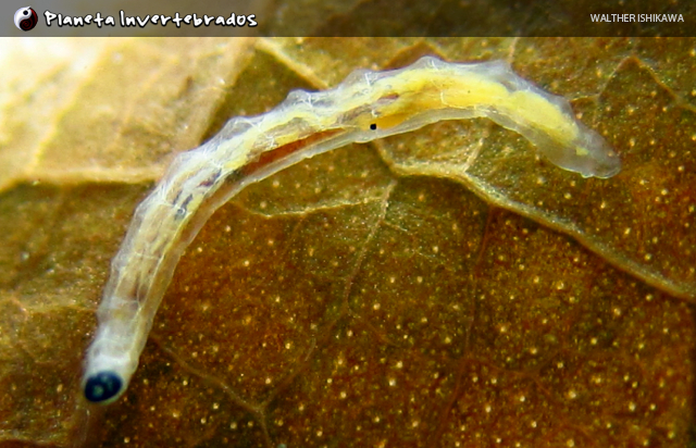 Planeta Invertebrados Brasil -