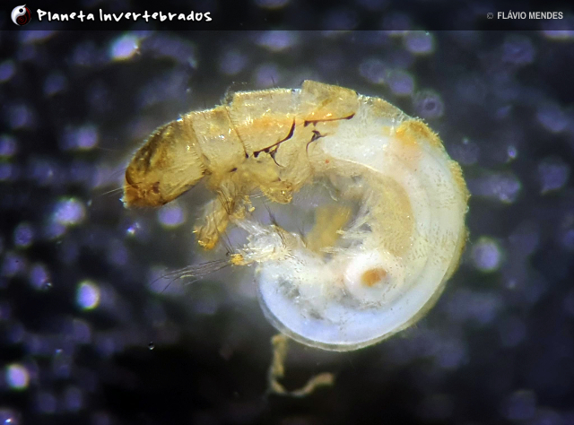 Planeta Invertebrados Brasil -