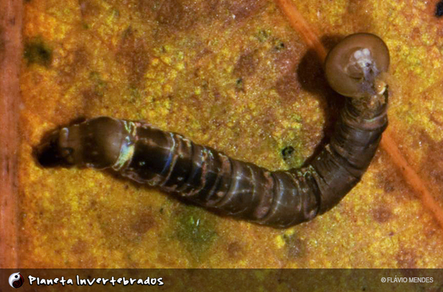 Planeta Invertebrados Brasil -