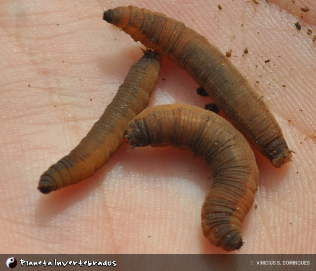 Planeta Invertebrados Brasil -