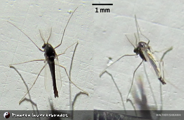 Planeta Invertebrados Brasil -