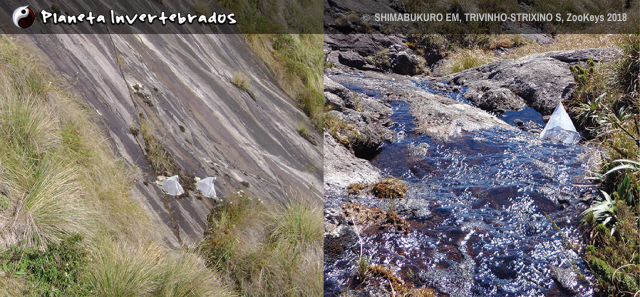 Planeta Invertebrados Brasil -