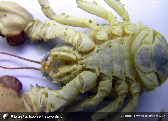 Planeta Invertebrados Brasil -