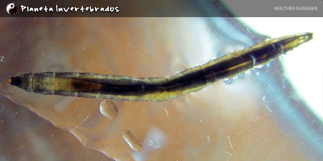 Planeta Invertebrados Brasil -
