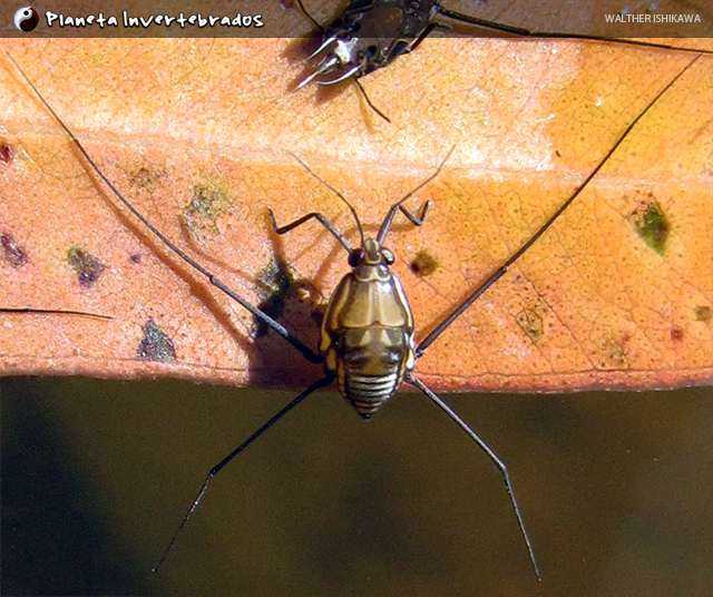 Planeta Invertebrados Brasil -