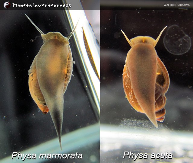 Planeta Invertebrados Brasil -