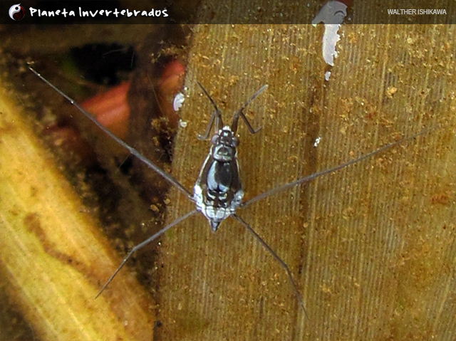 Planeta Invertebrados Brasil -