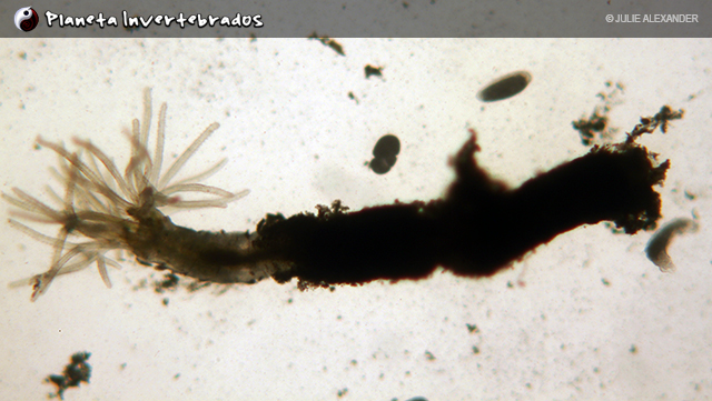 Planeta Invertebrados Brasil -