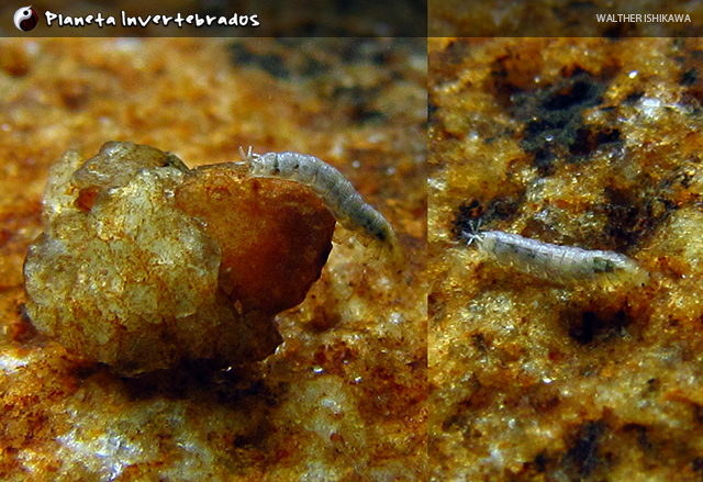 Planeta Invertebrados Brasil -