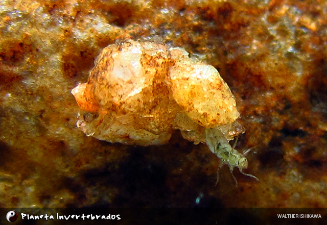 Planeta Invertebrados Brasil -